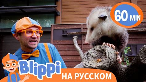 Песня Мы Изучаем Дикую Природу Изучай этот мир вместе с Блиппи Обучающие видео для детей