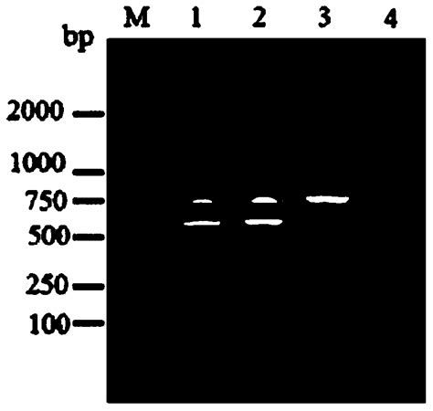 Multiple Pcr Detection Kit For Rapidly Identifying Pathogenic Pseudomonas Plecoglossicida And