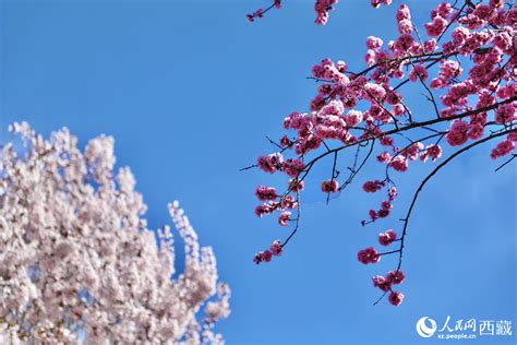 西藏桃花盛开惹人醉 八方游客赏花来 现代西藏 手机中国西藏网