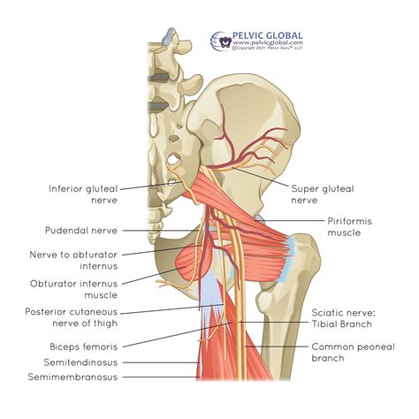 Obturator Internus Stretch