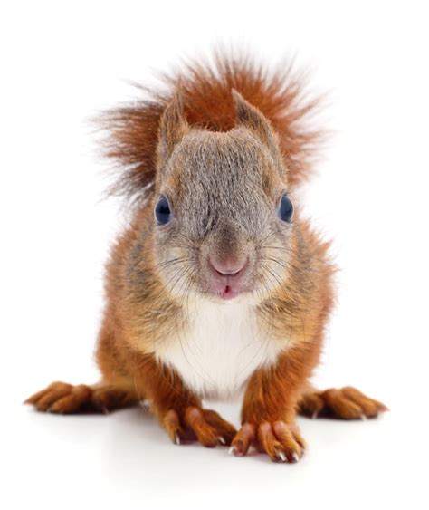 Premium Photo Eurasian Red Squirrel