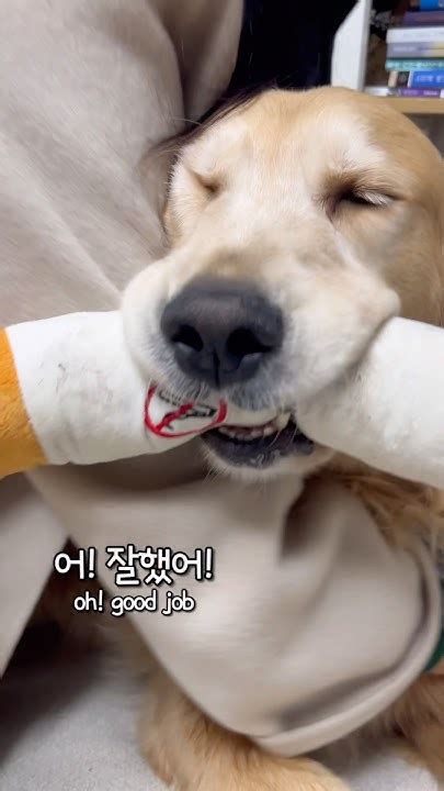 엄마 형 보고 싶었다개 오해하지 마세요 한 시간 만에 상봉 이리 와 안아줄 게 아니다 와서 안아주라개 사랑의 밀당 과연 승자는 역시나 럭키 승 우리 아기 사랑해 보고