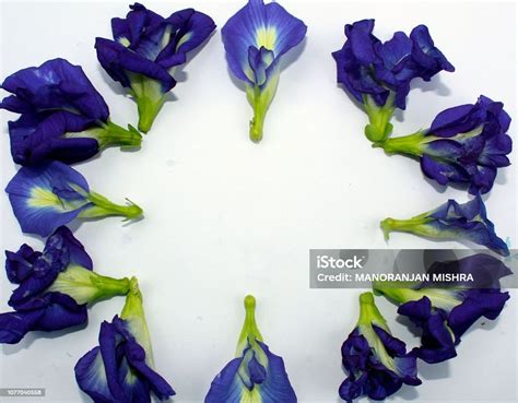 많은 신선도 파랑 자주색 또는 완 두 꽃 하얀 배경에약초 음식 자연의 아름다움 패턴 및 배경 꽃의 과학적인 이름 Clitoria Ternatea L 텍스트에 대 한 공간을