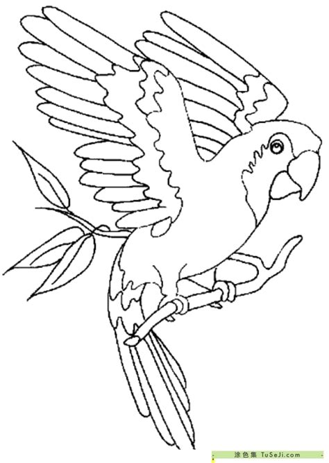 12张张开翅膀跳舞的大鹦鹉以及更多海盗的鹦鹉涂色简笔画 涂色集，涂色画打印大图