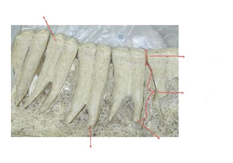 Teeth Outer Structure Digestive System Diagram Quizlet