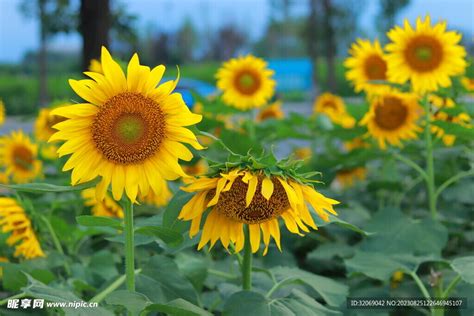 向日葵摄影图 其他 自然景观 摄影图库 昵图网
