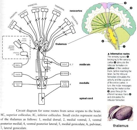 The 8 Circuit Model Of Consciousness Elite Trader