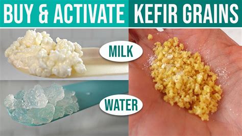 Where Can I Buy Kefir Grains How To Source Types To Choose From