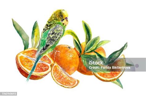 오렌지 과일 조각과 잎 사랑앵무 흰색 배경에 고립된 수채화 그림입니다 카페 메뉴 주스 라벨 식품 포장 커버 개체 그룹에 대한