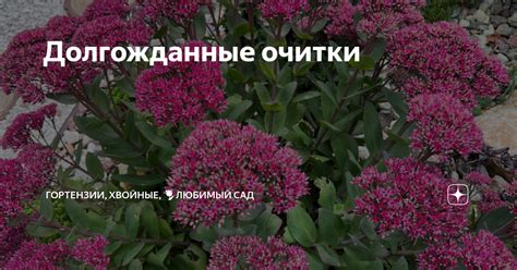 Долгожданные очитки Гортензии хвойные 🌷любимый сад Дзен