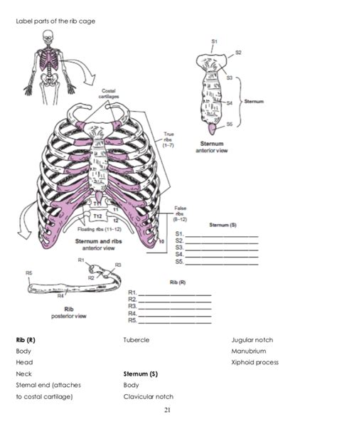 Ribs Anatomy Labeled