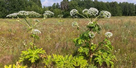 Cow Parsnip Vs Giant Hogweed Archives Gfl Outdoors