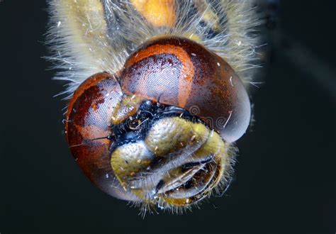Dragonfly Stock Image Image Of Microscopy Summer Dragonfly 33969617