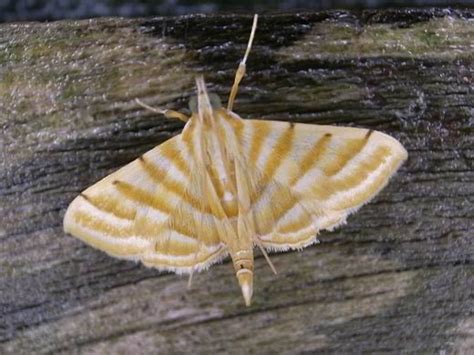 マタスジノメイガ Pagyda quinquelineata