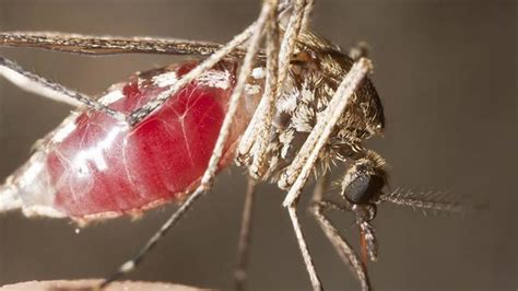 Phe Releases Updated Malaria Prevention Guidance