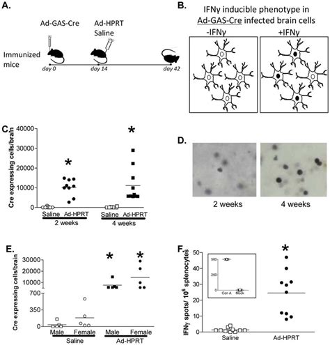 Systemic Immunization Against Adenovirus Induces Cre Recombinase Download Scientific Diagram
