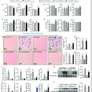 Marked Sex Differences In Iron Overload Cardiomyopathy Noninvasive Download Scientific Diagram