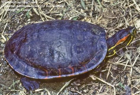 Trachemys Medemi The Reptile Database