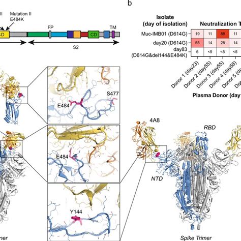 mutations in neutralising epitopes of the sars cov 2 spike protein a