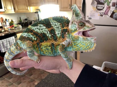 Fibonacci Wanted To Come Out Of His Enclosure But Im The Asshole