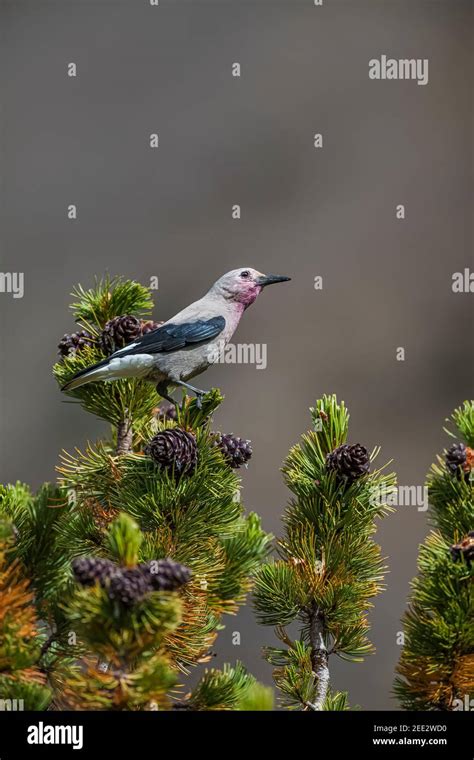 Clarks Nutcracker Nucifraga Columbiana Gathering Whitebark Pine Pinus Albicaulis Seeds From