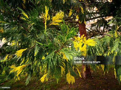 캘리포니아 향 삼나무 Aureovariegata 잡색의 단풍이있는 종의 많은 가지 밝은 노란색 잎과 혼합 된 녹색 잎 0명에 대한 스톡 사진 및 기타 이미지 Istock