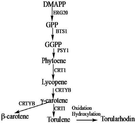 Isoprenoid Biosynthesis Pathways Dmapp Dimethylallyl Pyrophosphate Download Scientific