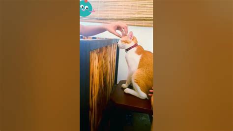 ඉන්නවද මෙහෙම 😻කෝලමක් ඔයාටත් Photo එකක් Comment කරමුද Youtube