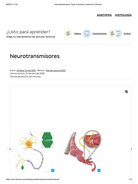 Neurotransmisores Tipos Funciones Y Trastornos Kenhub Pdf