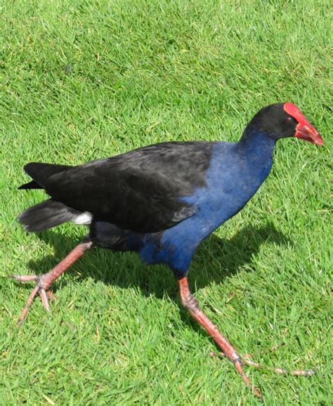 Pukeko New Zealand
