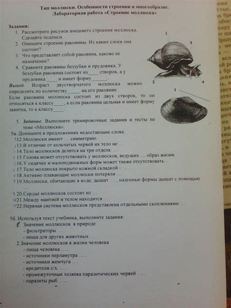 Помогите сделать лабораторную по моллюскам — Знания Org