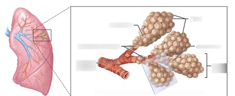 Alveoli Diagram Quizlet