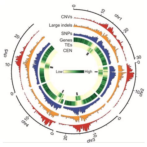 Athcnv A Map Of Dna Copy Number Variations In The Arabidopsis Thaliana Genome Plant Cell
