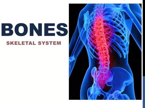 Ppt Bones Powerpoint Presentation Free Download Id 2881046