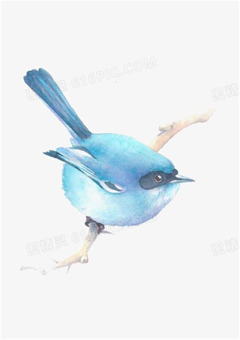 小鸟图片免费下载 PNG素材 编号158idqmjw 图精灵