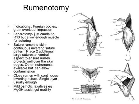 Surgical Procedures In The Bovine