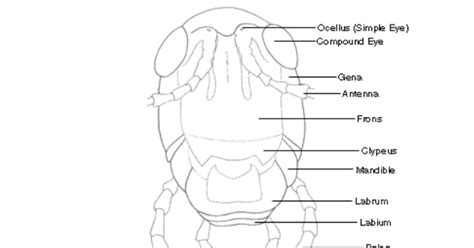 Arthropod Morphology Grasshopper Head Frontal View Amnh