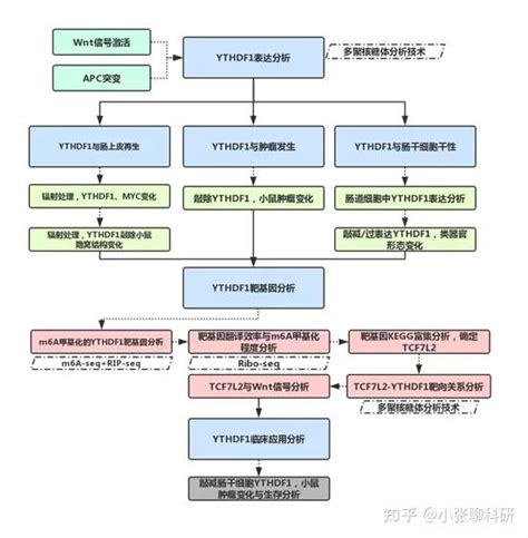 如何构建国自然框架一篇m6A玩转经典Wnt信号通路告诉你 知乎