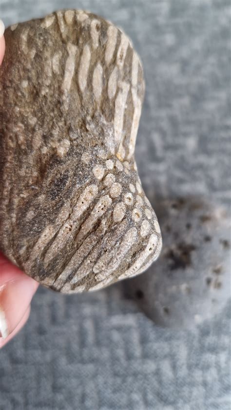 Can You Help Me With Identifying These Fossils Rfossils