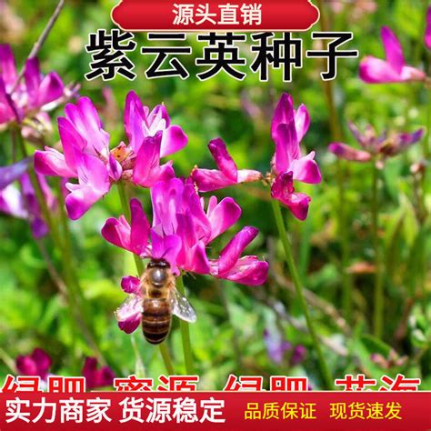 紫雲英種子 種籽綠肥種子 種籽紫雲英種籽養蜂蜜源紅花籽種果園綠肥種籽lzh 露天市集 全台最大的網路購物市集