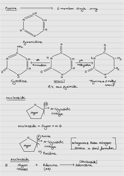 Molecular Basis Of Inheritance Class 12 Notes Studypur