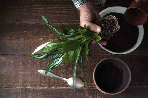 Цветок женское счастье 7 важных моментов при уходе за цветком