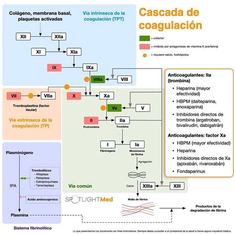 Diagrama De La Cascada De Coagulación Membrana Basal Farmacología