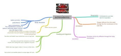 Echinoderms Body Structure Spiny Endoskeleton The Endoskeleton Consists…