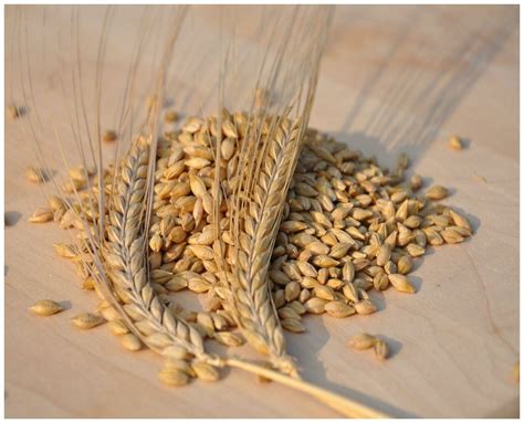 Ячмень в мешке 20 кг свежий Урожай нешлифованный Эко продукт — купить по низкой цене на Яндекс