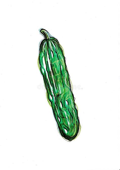 Colour Illustration Of A Cucumber On A White Background Stock Illustration Illustration Of