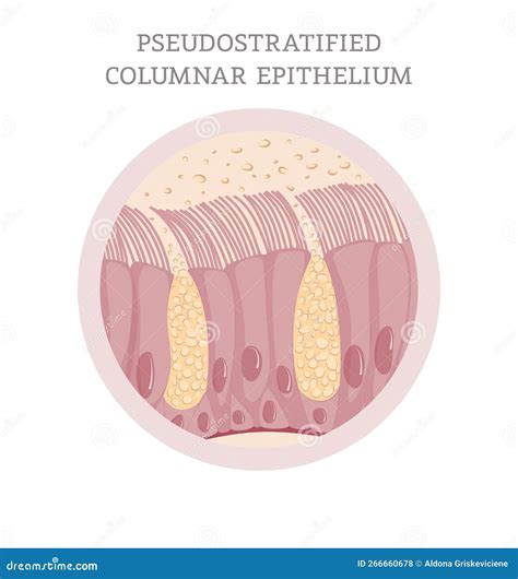 Pseudostratified Ciliated Columnar Epithelium Solved A Survey