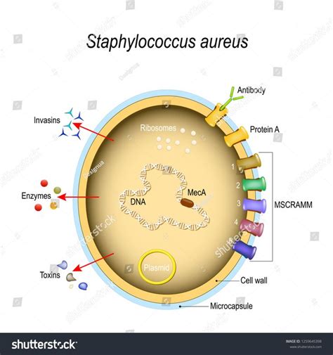 Staphylococcus Diagram