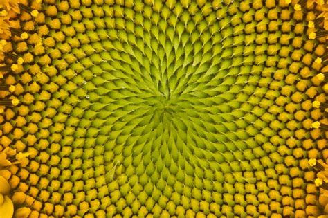 Sunflower 21 Unbelievable Photos Of Symmetry In Nature Patterns In