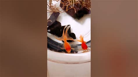 여과기 없이 금붕어 키우기 Youtube